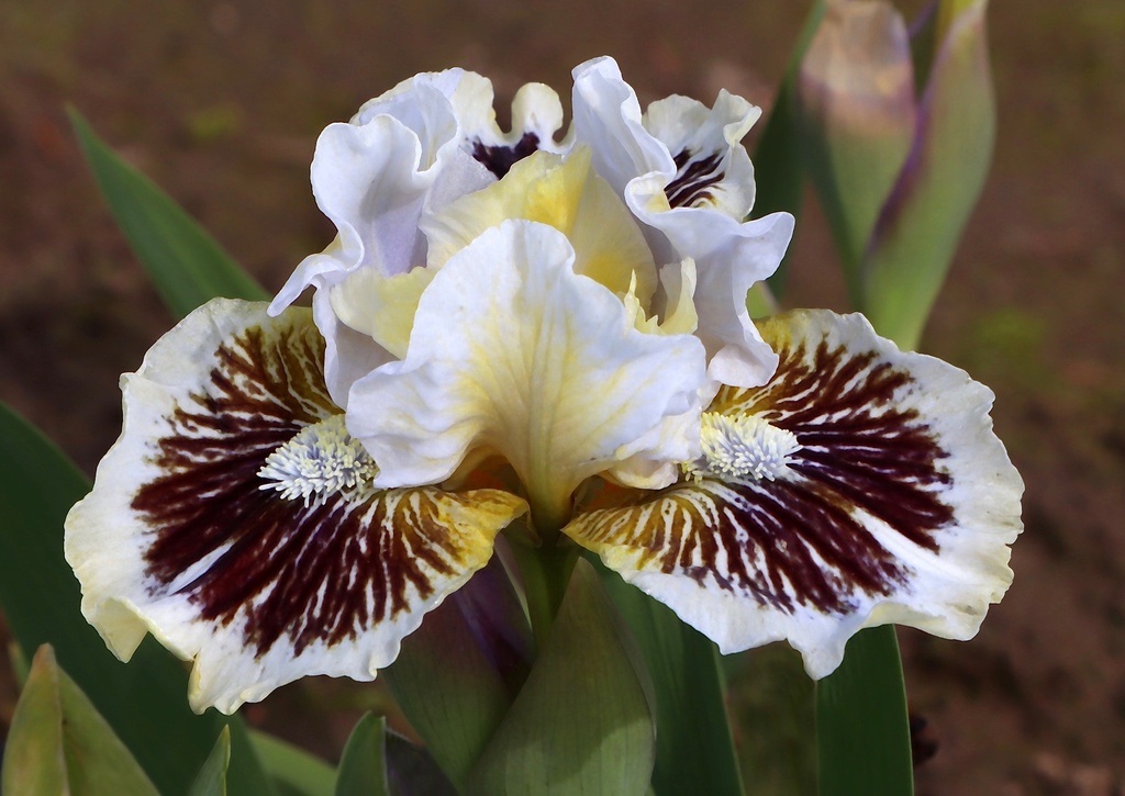 Zaa Zaa Zing | Mid-America Garden